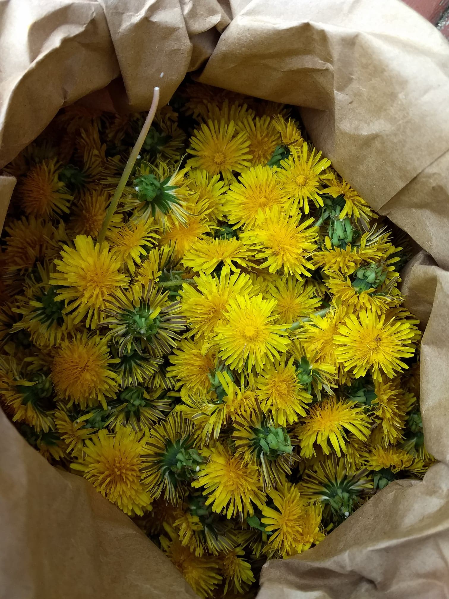 Homemade Dandelion Jelly (Simple, Delicate and Fun To Make!)