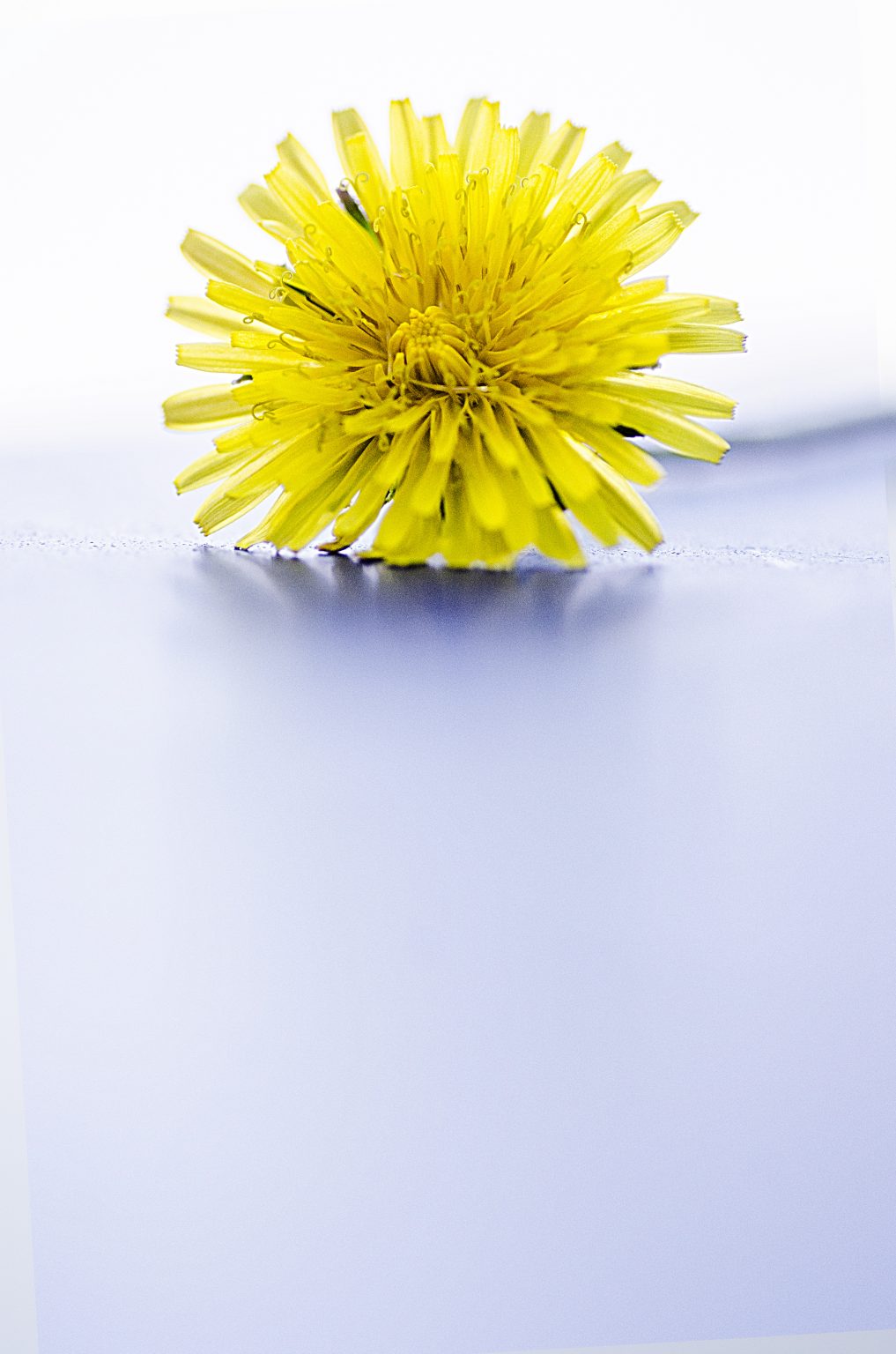 Homemade Dandelion Jelly (Simple, Delicate and Fun To Make!)
